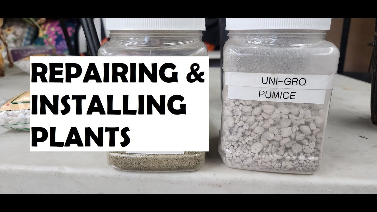 Repairing and Installing Plants - YouTube