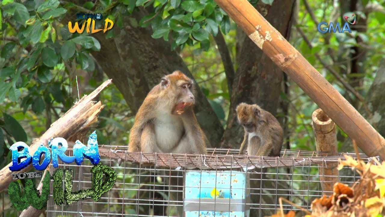 Born to be Wild: Treating the Macaque Monkeys of Puerto Princesa ...