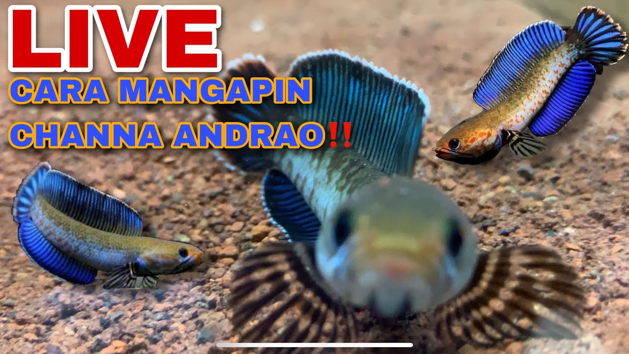 LIVE CARA MANGAPIN CHANNA ANDRAO‼️#channaandrao #andraomangap # ...