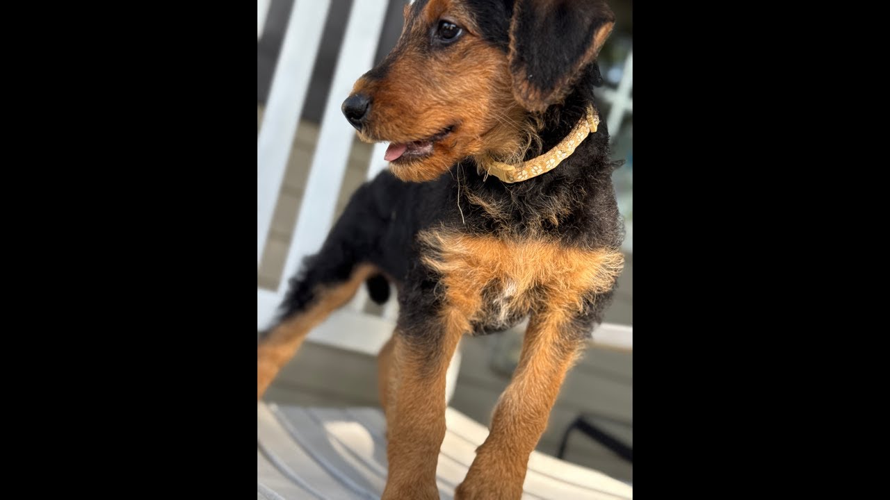 Available Airedale puppies! Millie’s tan male born 5/3/25 9wks, Mia’s 3 ...