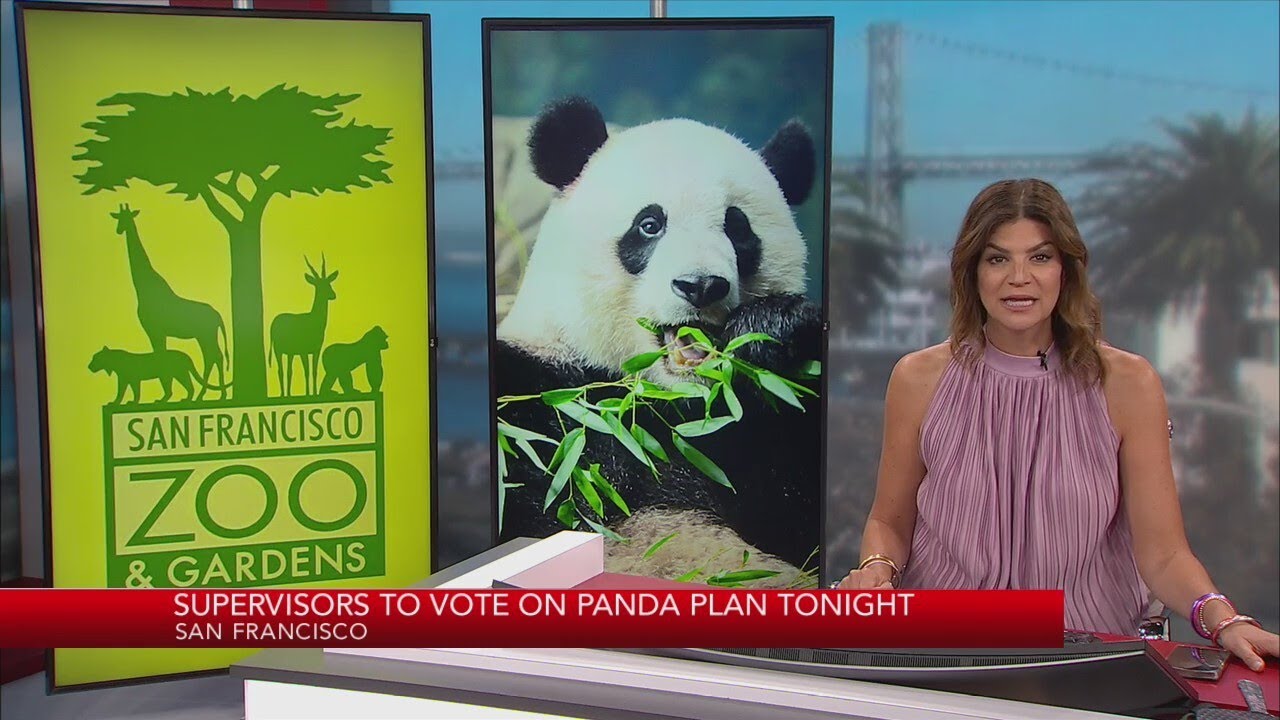 SF supes to vote on panda plan - YouTube