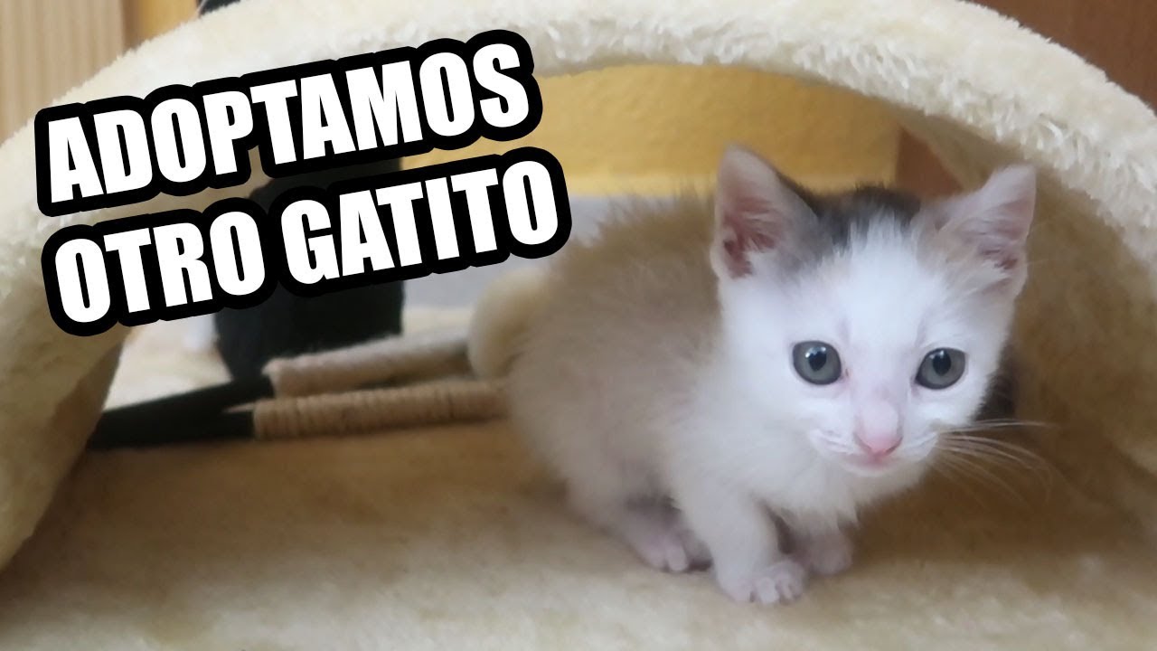 ADOPTAMOS OTRO BEBÉ GATITO CON LYNA - YouTube