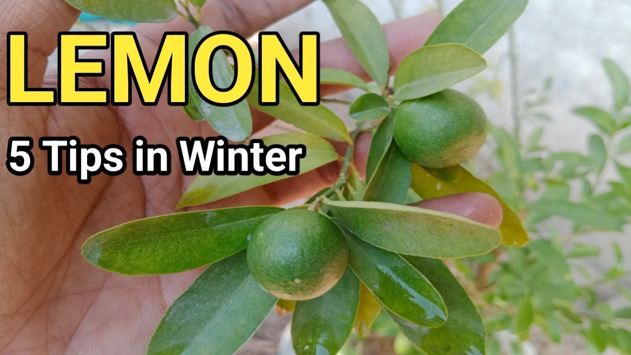 Lemon Plant Winter Care / 5 Tips For Lemon Plant In Winter Season - YouTube