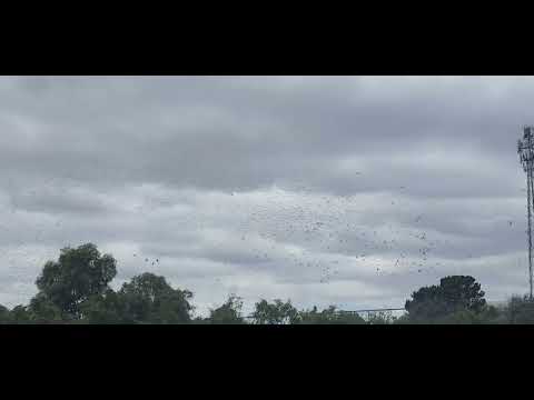 garbage dump birds at 5G tower 