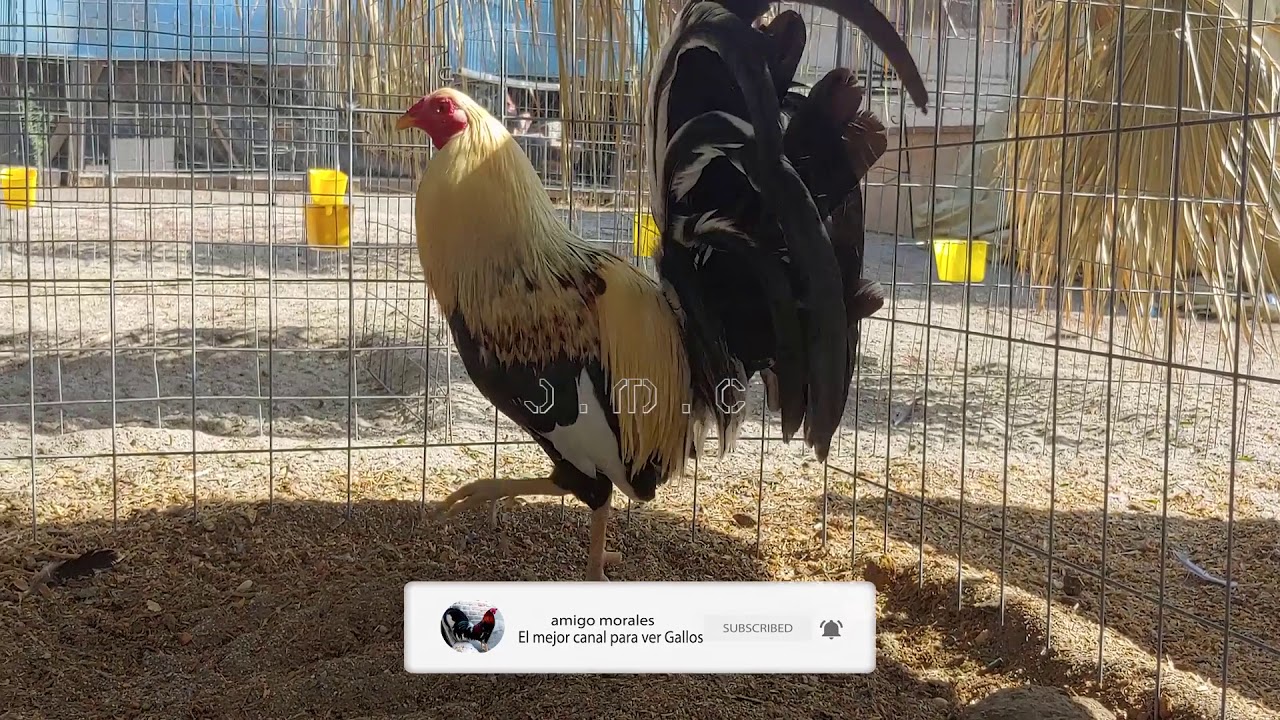 Gallo giro claret - YouTube