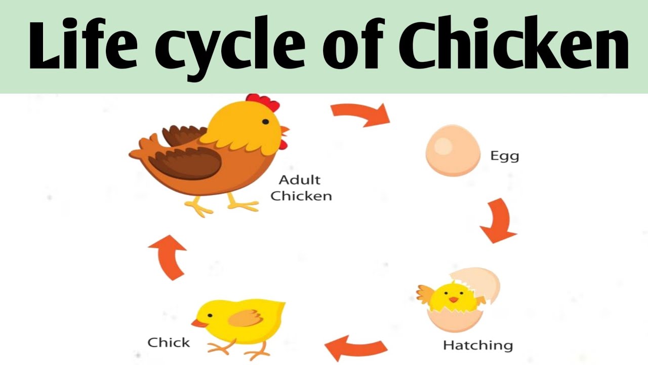 Life cycle of Hen Chicken/How to draw and label Hen life cycle. - YouTube
