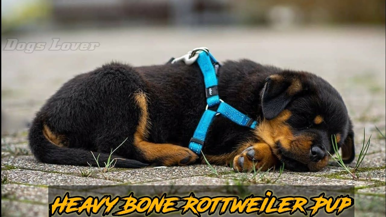 Heavy Bone Rottweiler Puppy For Sale 🐾 - YouTube