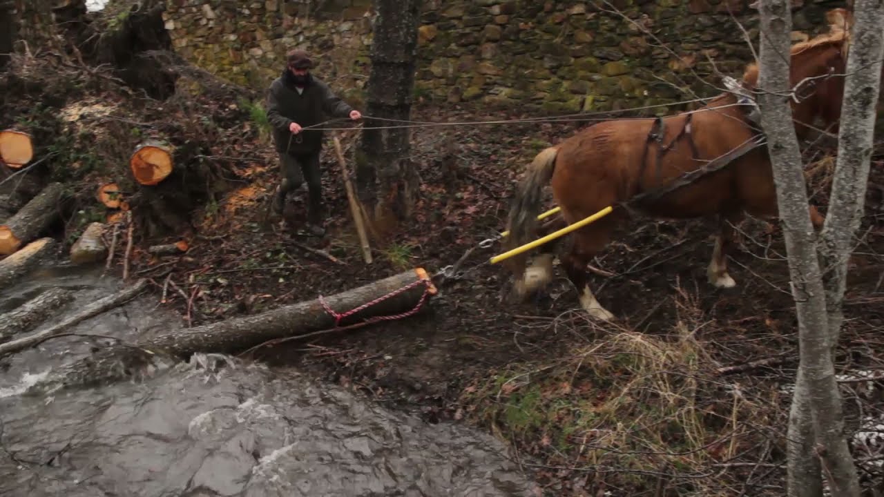 Tracción animal con caballo - trabajos forestales - YouTube