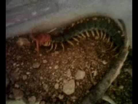 Cienpiés alimentandose - YouTube