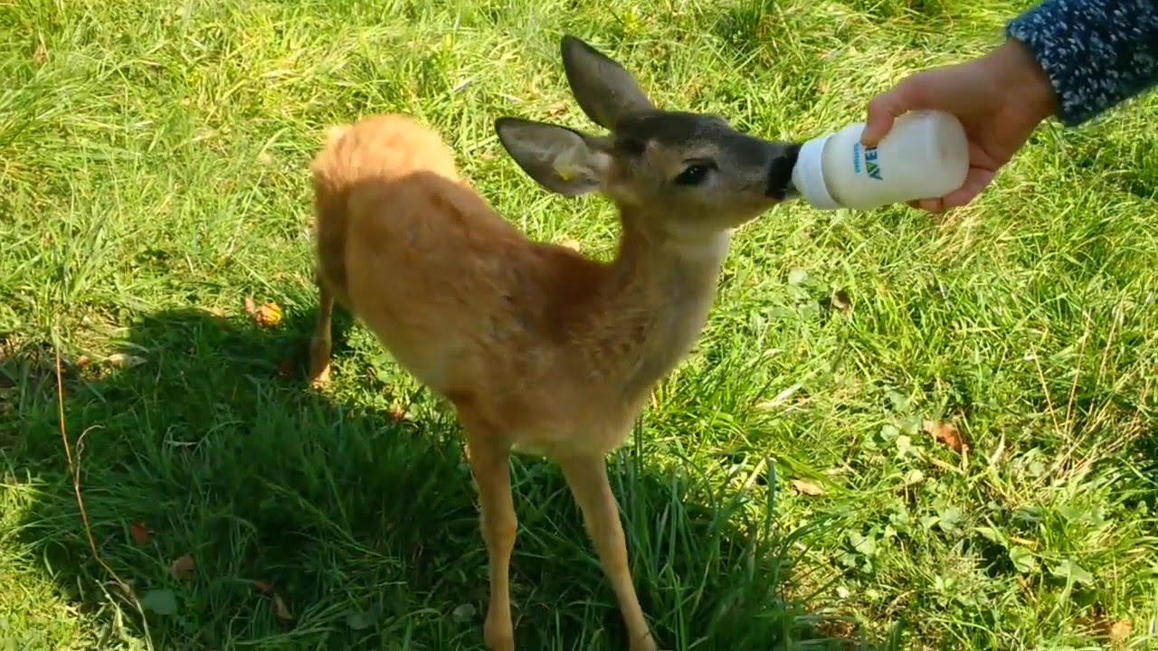 great video feeding little bambi, kleines Reh bekommt Milch aus der ...
