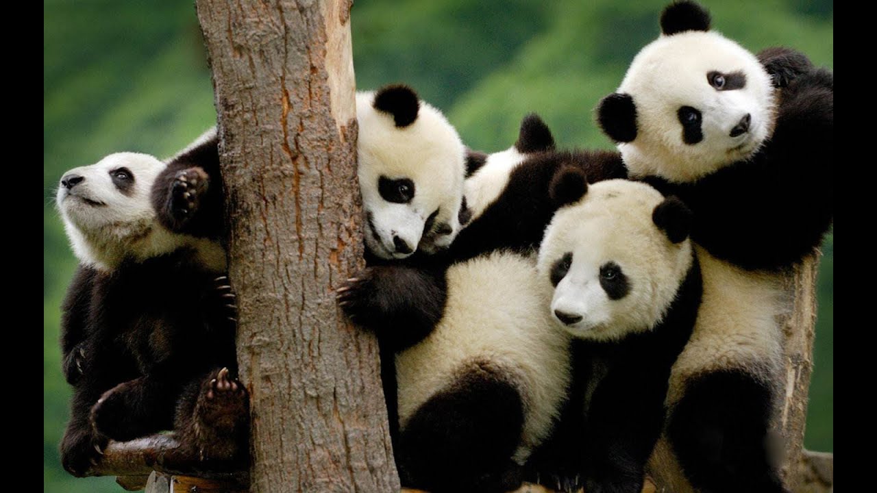 3 Pandas Eating Sugar Canes Together, Much More Tasty Than Bamboo! 三只大 ...