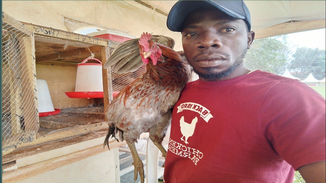 LOCAL CHICKEN BREED SELECTION AND BROODING TECHNICS. - YouTube