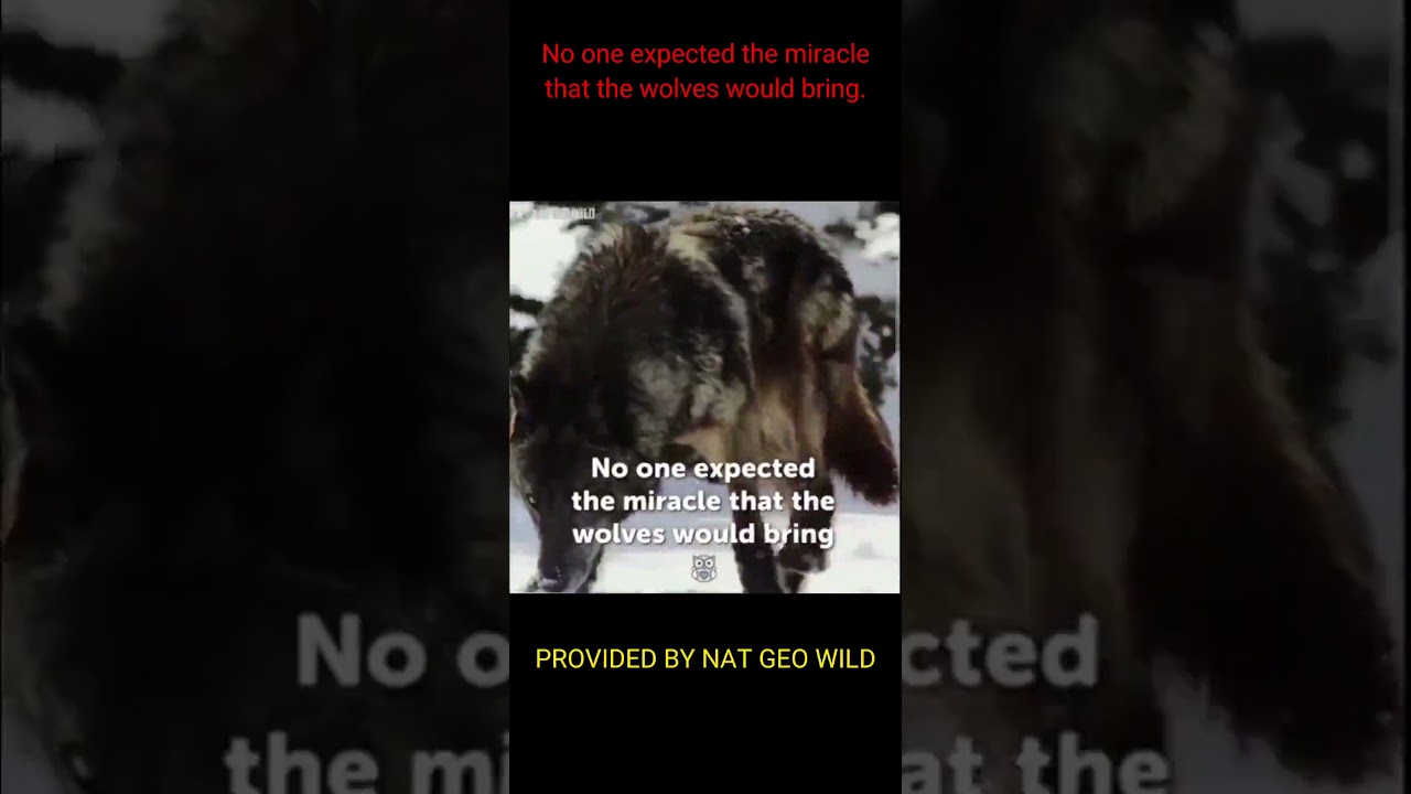 How 14 Wolves Changed Yellowstone - YouTube