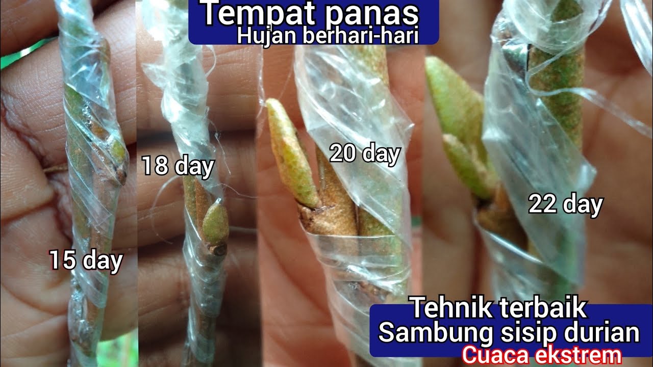 cara dan pertumbuhan sambung sisip bibit durian di tempat terbuka hujan ...