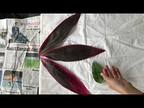 Pembuatan Ecoprint dengan Teknik Pounding - YouTube