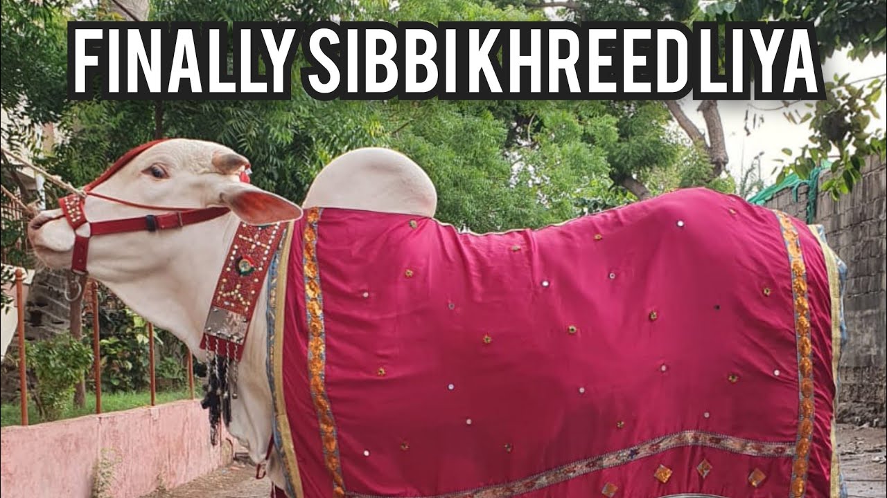 FINALLY SIBBI KHAREEDLIYA SHAYAN BHAI KA QURBANI BULL 2023||Mughees ...