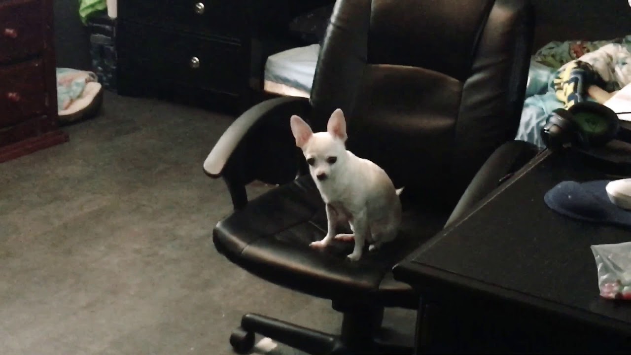 Chiquitas First Video Youtube