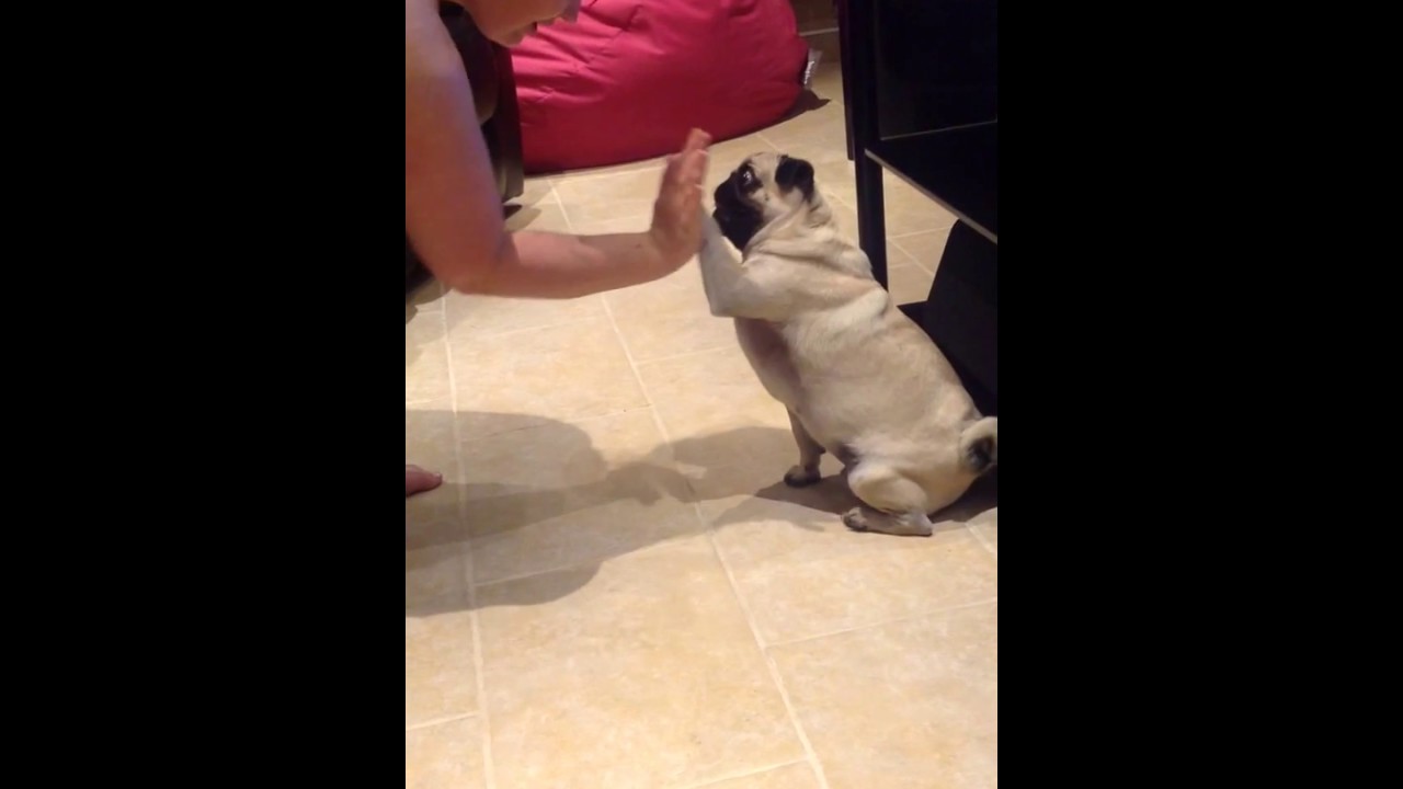 Pug tricks interrupted by a fart or two - YouTube