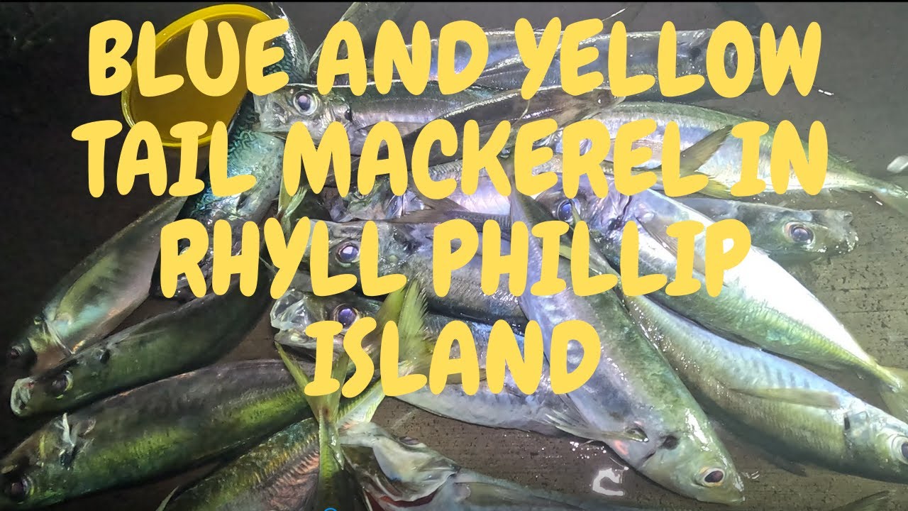 BLUE MACKEREL IN RHYLL PHILLIP ISLAND - YouTube