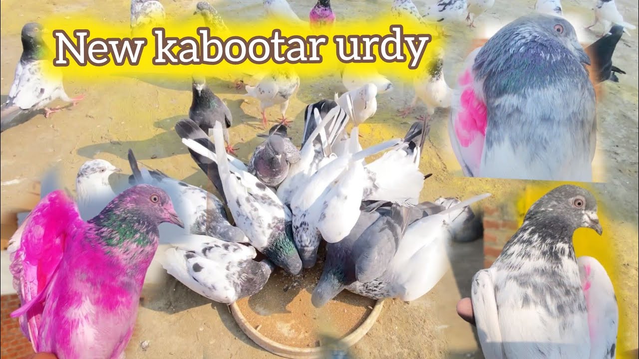 aj new kabootro ko urdiya ...😘 #sialkotpigeons #kabootar - YouTube