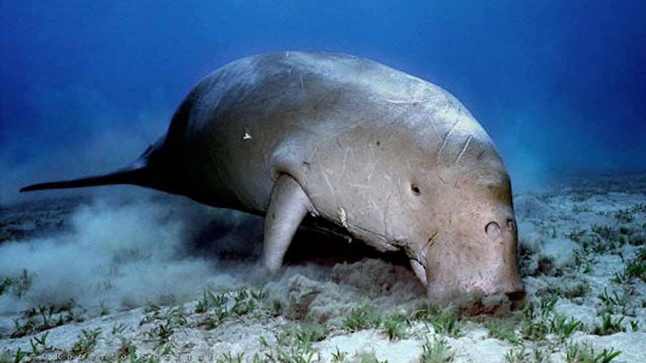 Strange Animals You Probably Didn’t Know Exist (Part 2) - YouTube