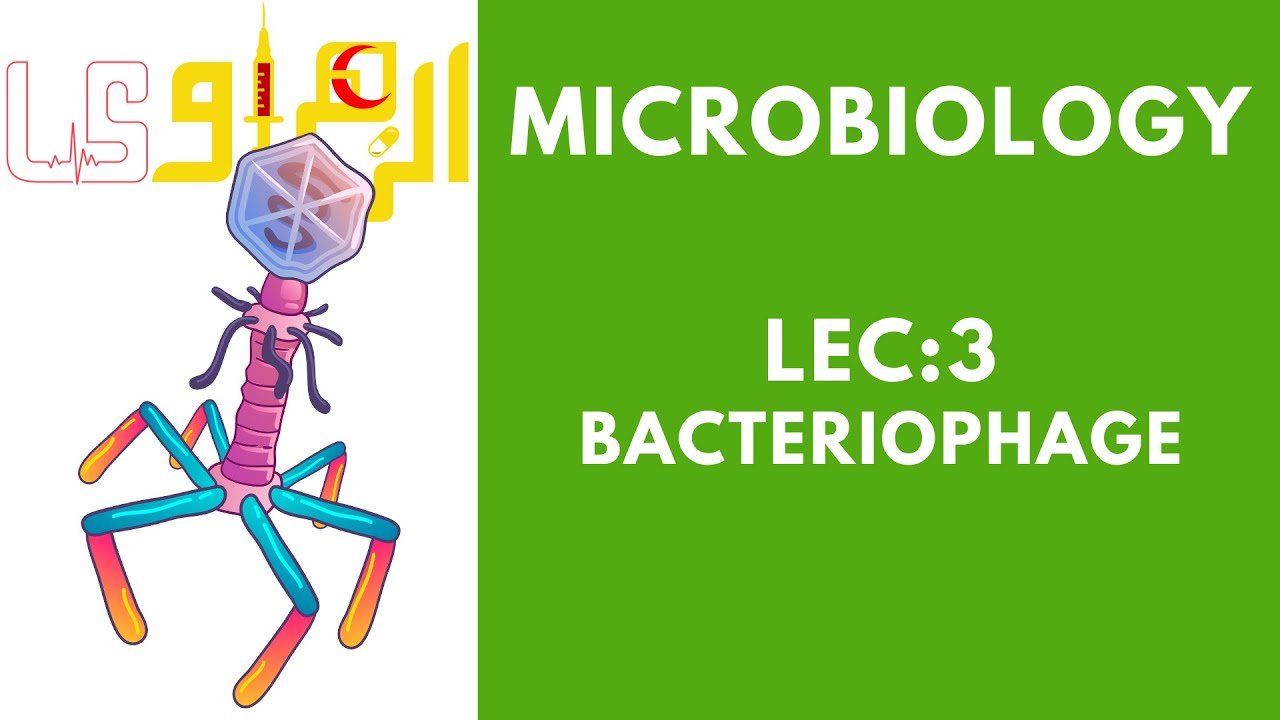 General microbiology 3rd lec: bacteriophage - YouTube