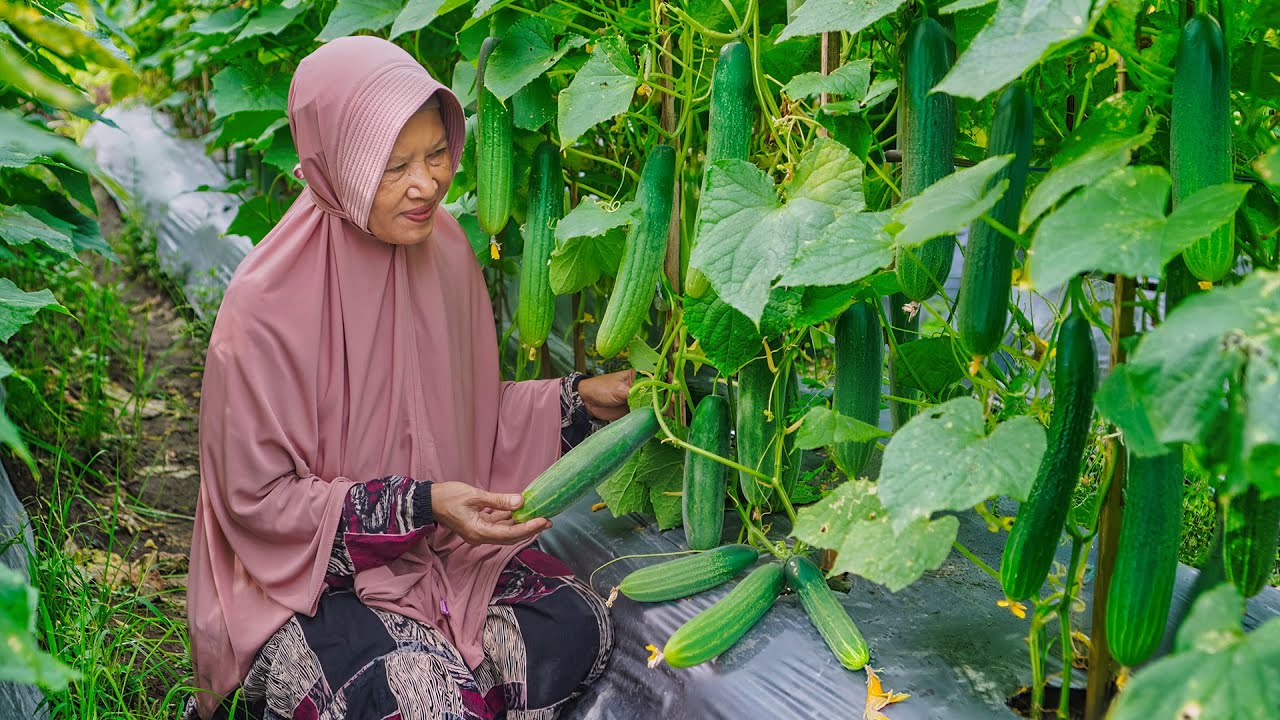 Memetik Timun Jumbo di Kebun | Masak Pecel Madiun, Tahu Goreng, dan ...