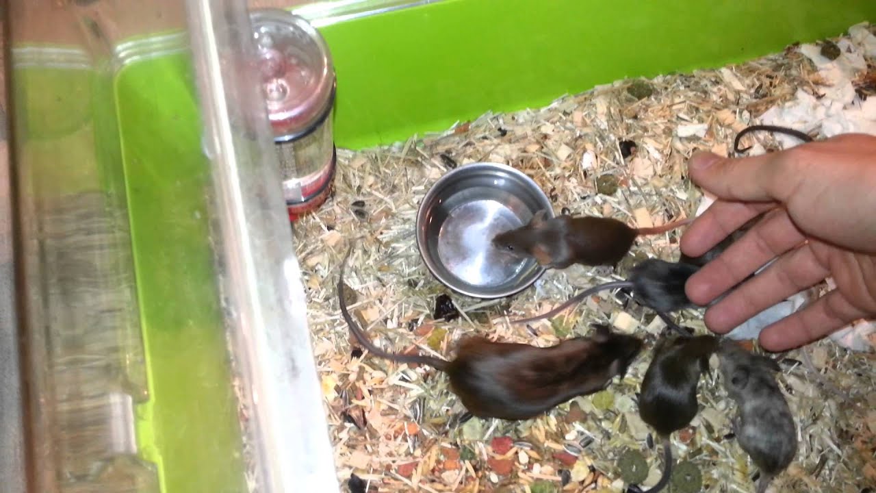Mousery black beauty | Mice breeding ~ X Brindle - YouTube