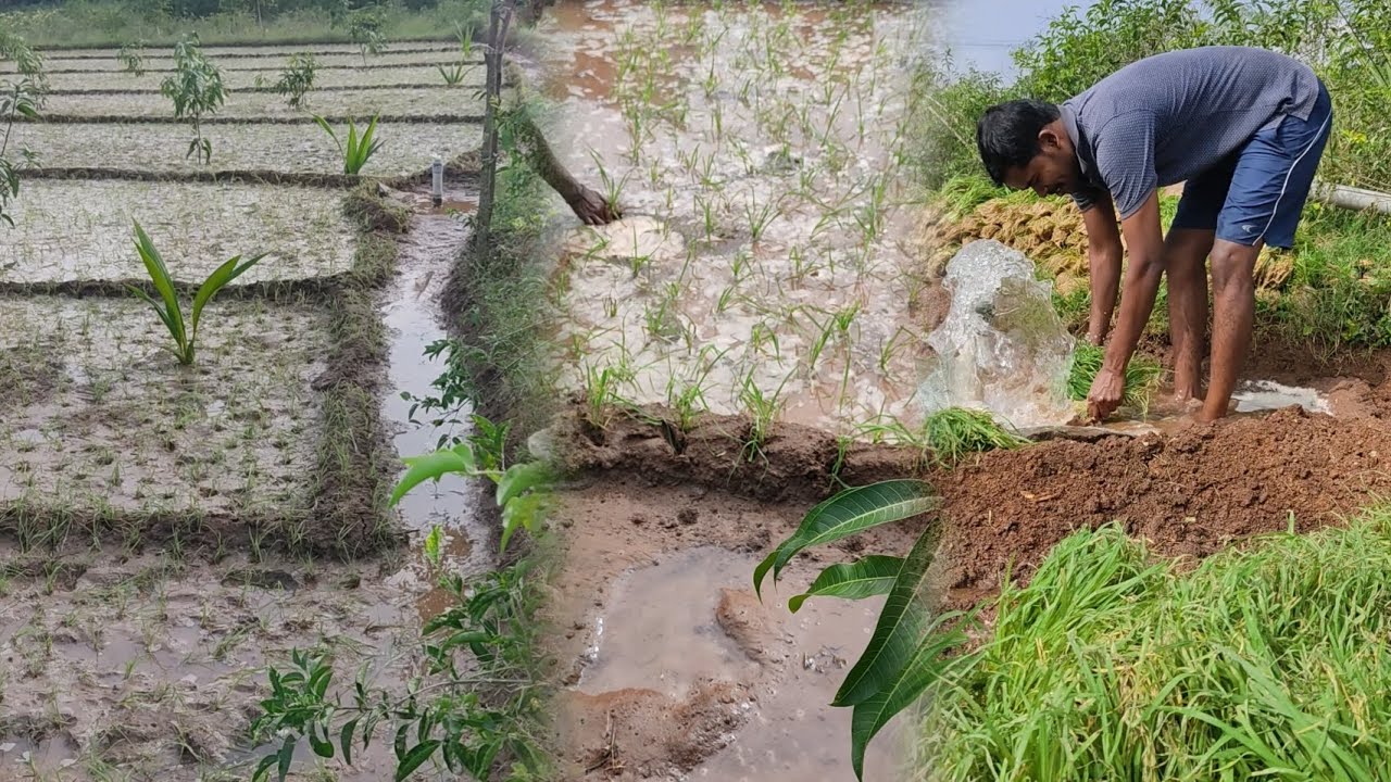 "Ragi Farming in My Village 🌾 | From Soil to Superfood! :#RagiFarming # ...