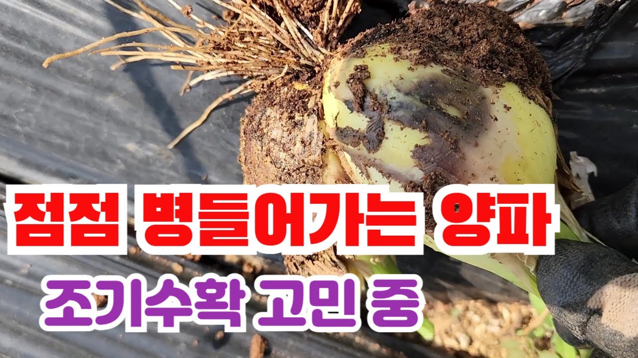 잘 자라던 양파가 도복도 되기 전에 갑자기 양파 구가 썩는 증상이 나타나네요전체로 번지기 전에 조기 수확을 해야 할까요