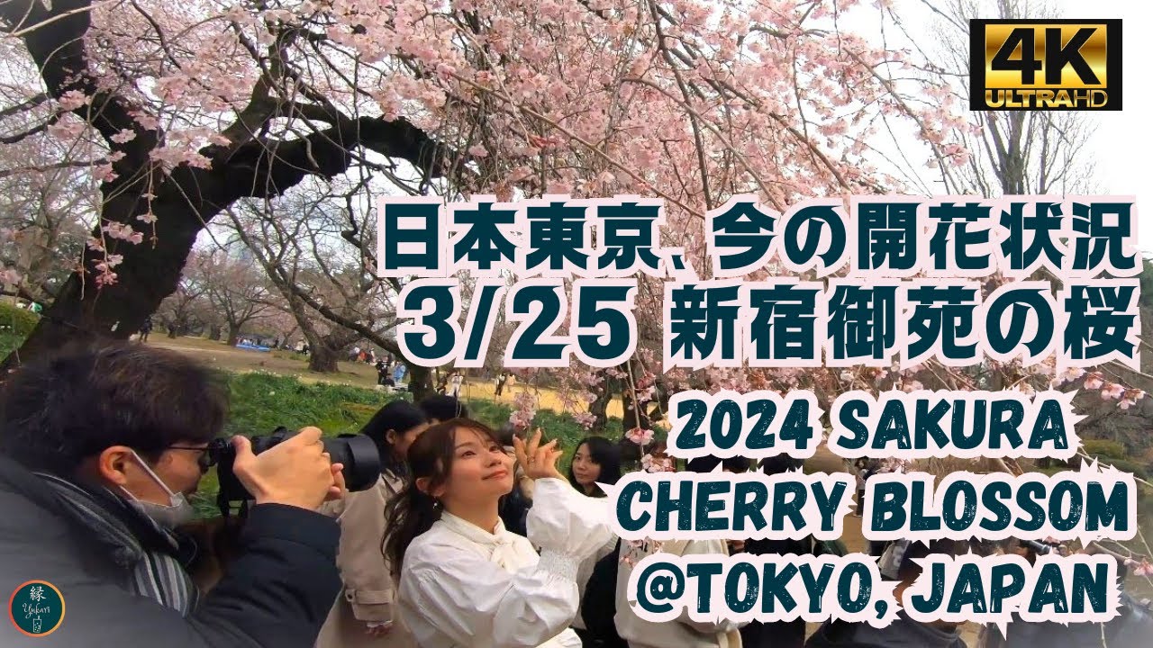 4k 今年咲き遅れの桜、新宿御苑今の開花状況 2024 Sakura Cherry Blossom Shinjuku Tokyo Japan さくら 花見 櫻花 春天賞櫻 東京観光