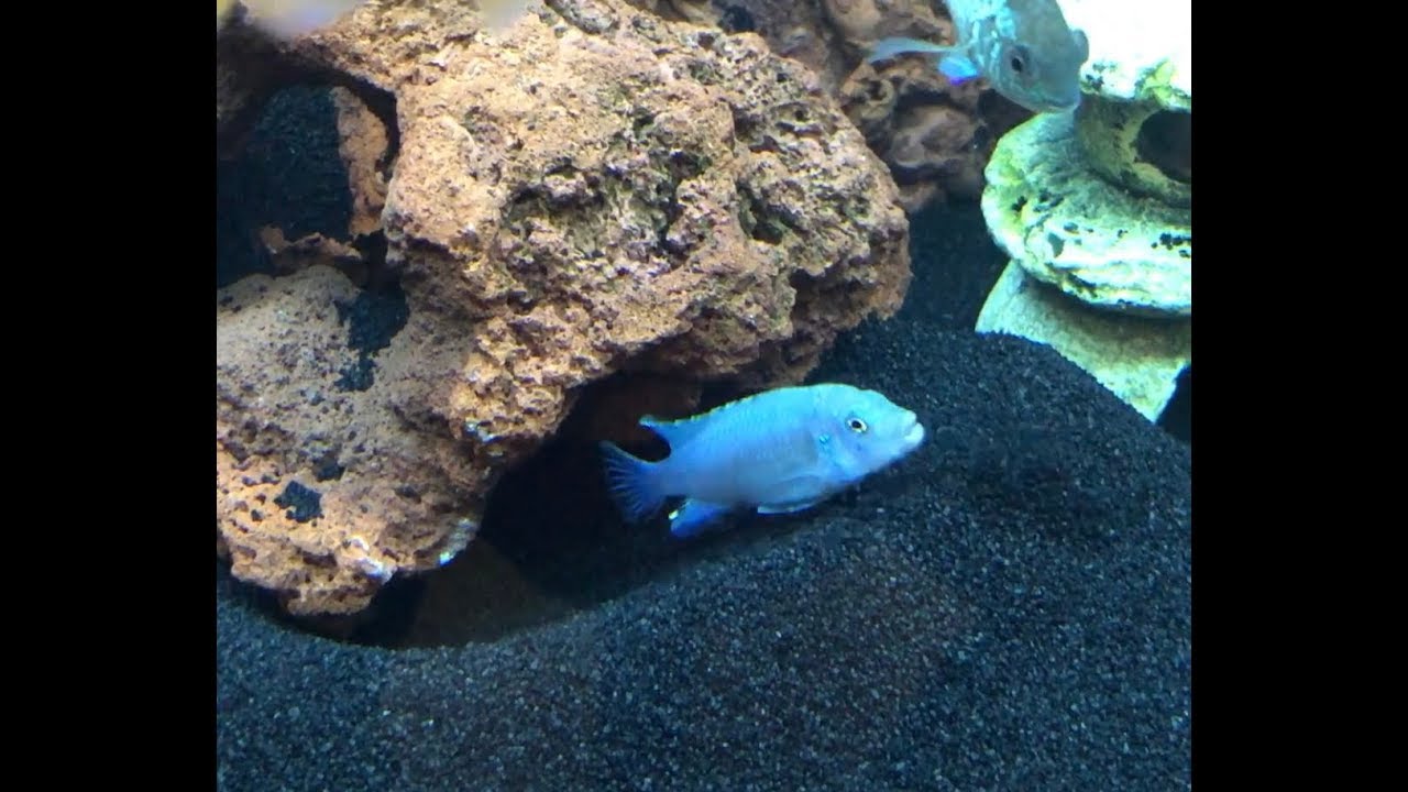 Blue Cobalt Zebra Cichlid Digging in Black Sand - YouTube