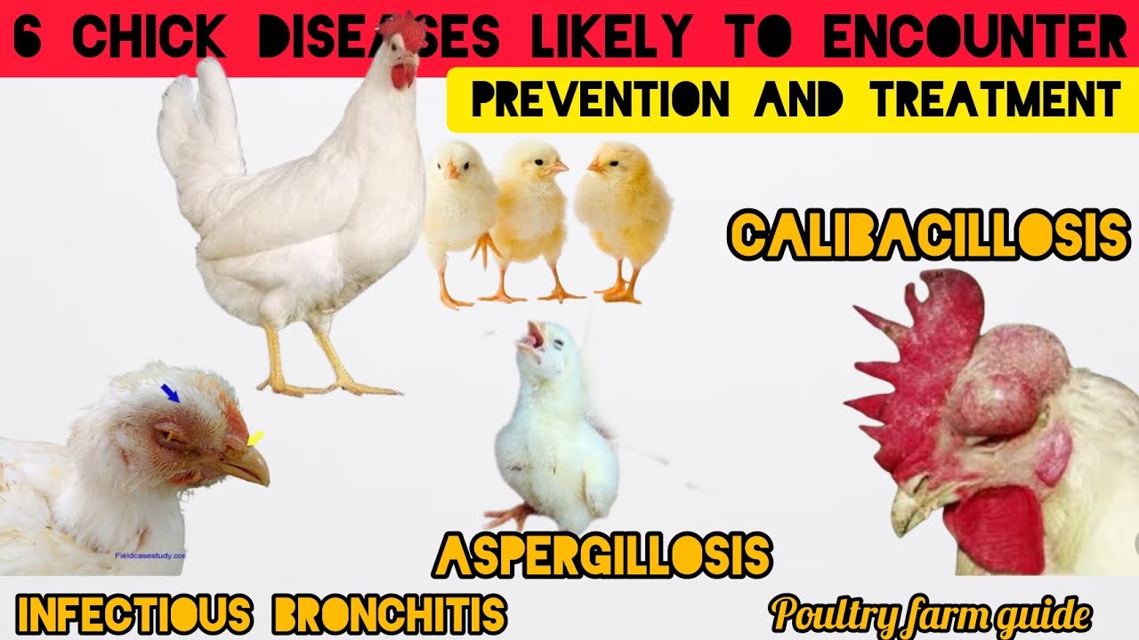 The 6 Common Chick Diseases You May Encounter During Brooding. - YouTube