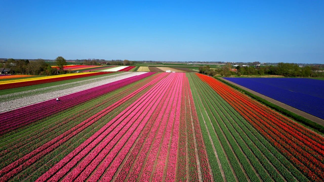 Endless Flower Fields – A Mesmerizing Beauty | 4K Video - YouTube