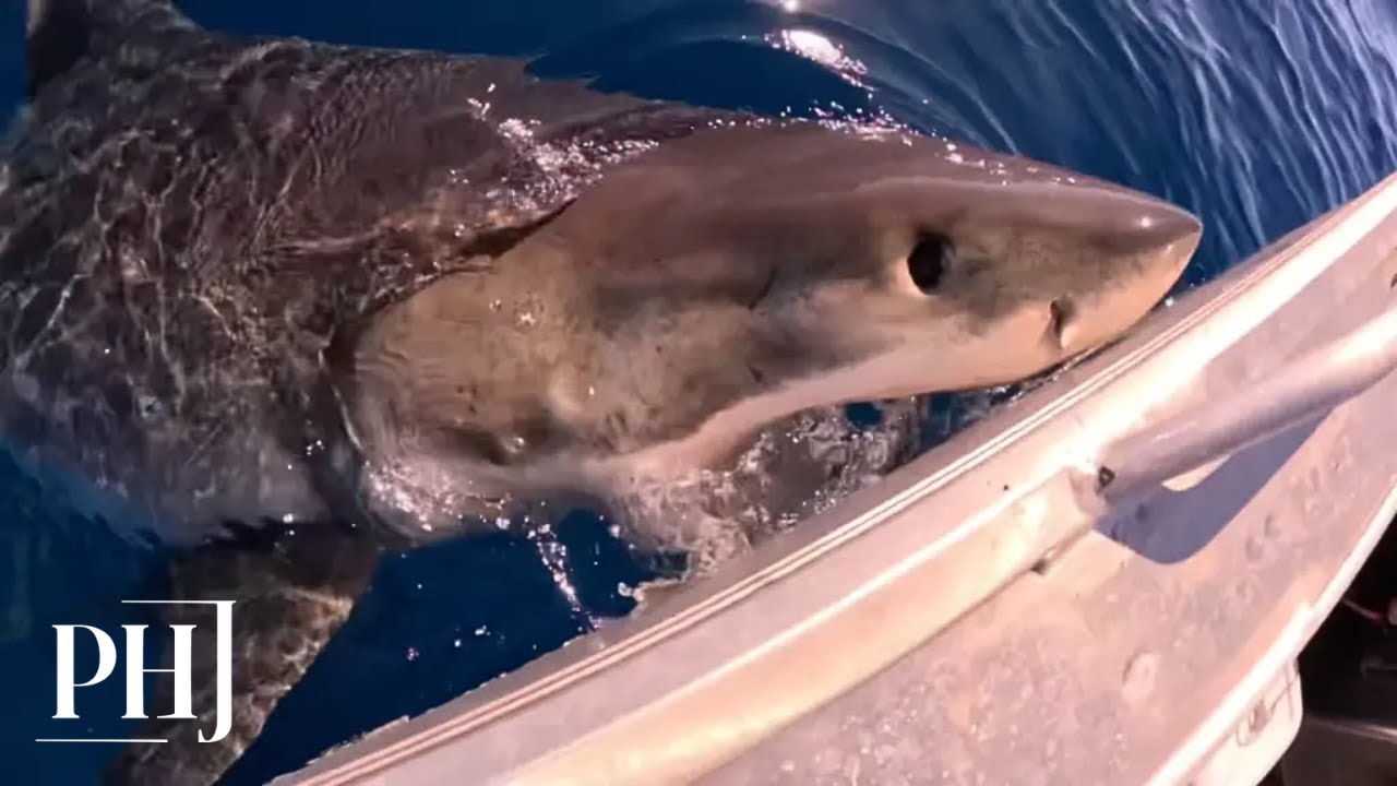 Incredible Encounter: Massive Great White Shark Bites Fishermen's Boat ...