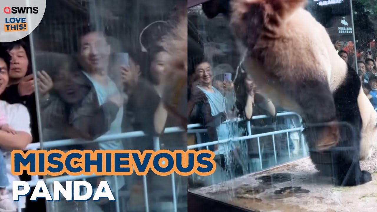 Mischievous panda surprises visitors by urinating on glass enclosure ...