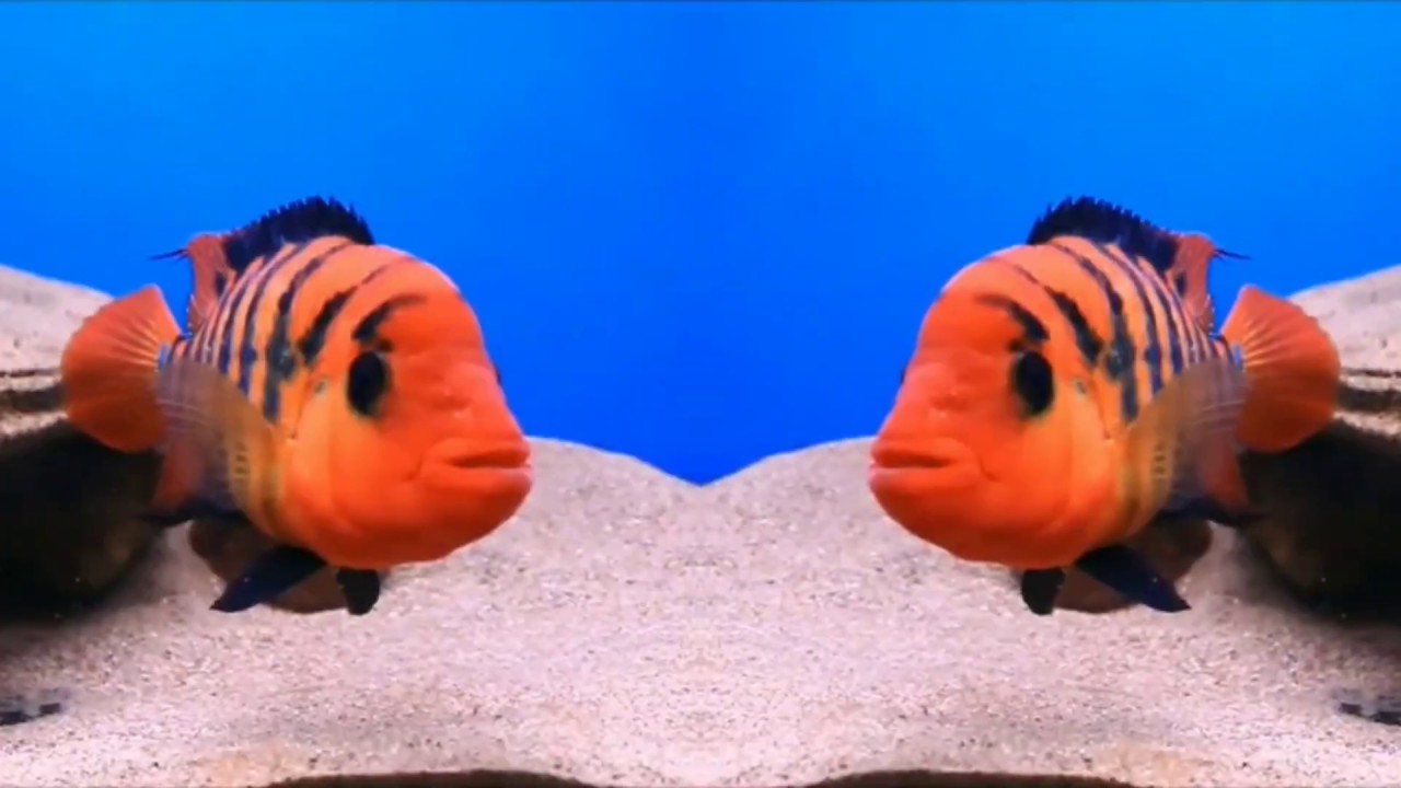 African Cichlids fish beautiful funny videos - YouTube