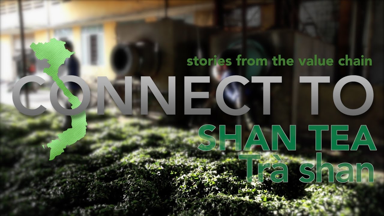 Connect To Shan Tea Processing - YouTube