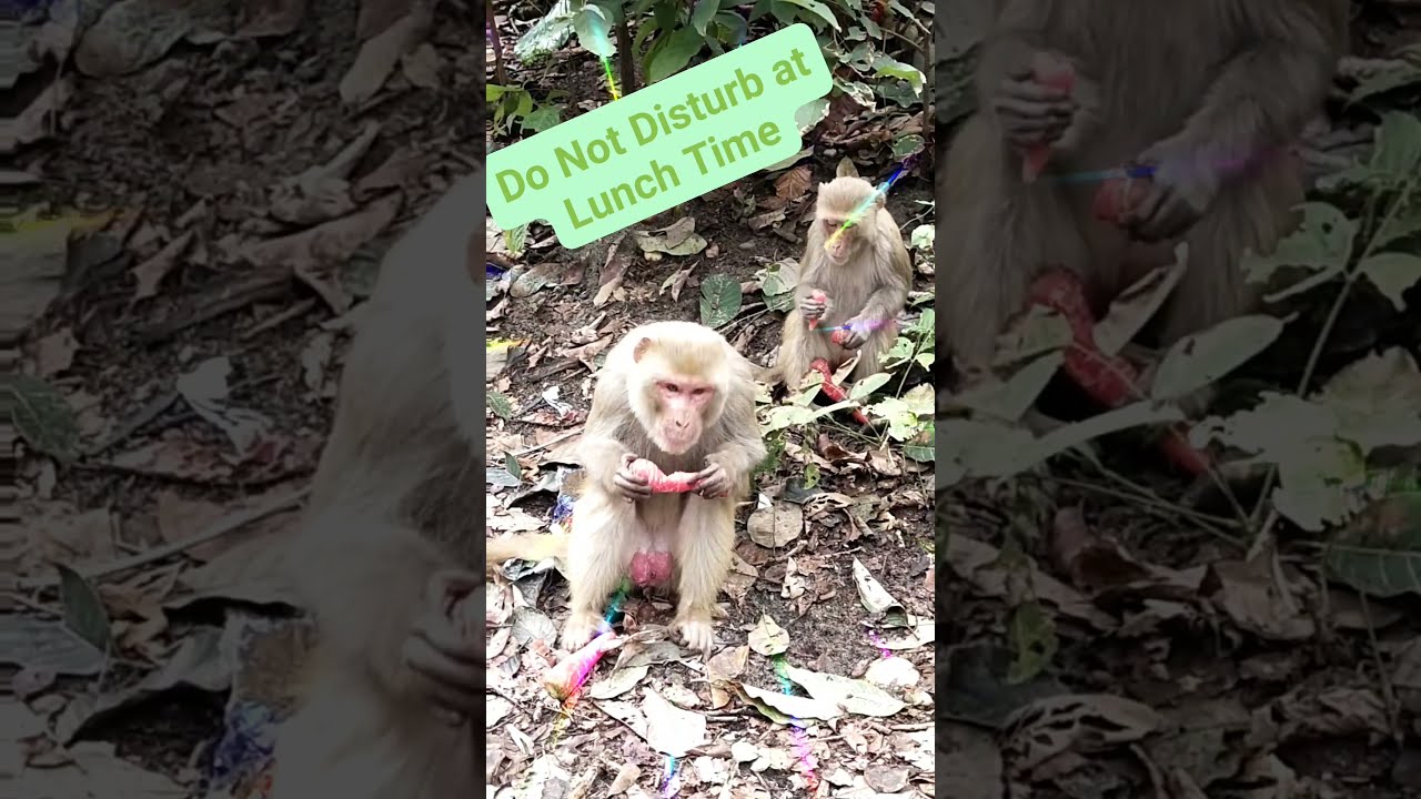 Do not disturb at lunch time. - YouTube
