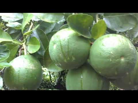 Suha Tree or Lucban Tree (Pomelo tree) - YouTube