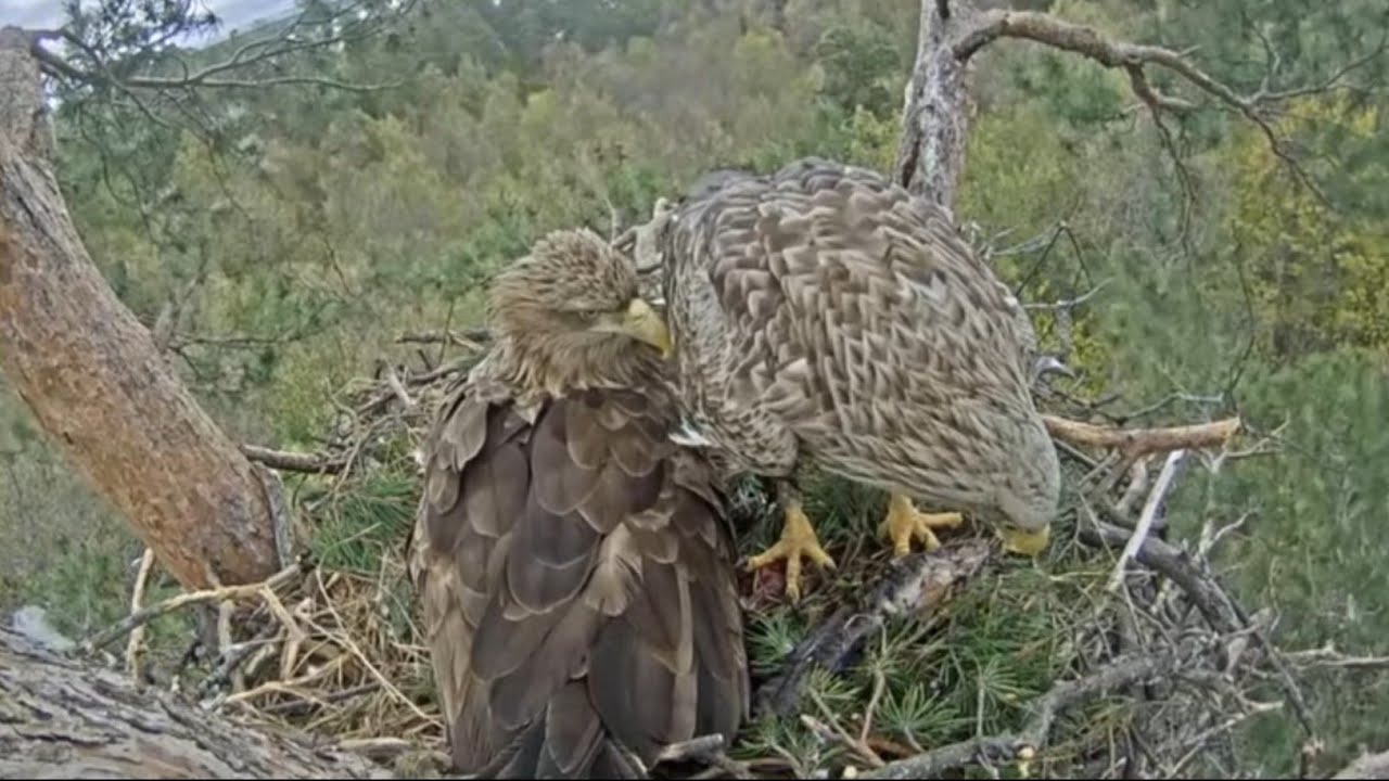 Chulman brings whole fish and Kama feed the chick | White-tailed eagles ...
