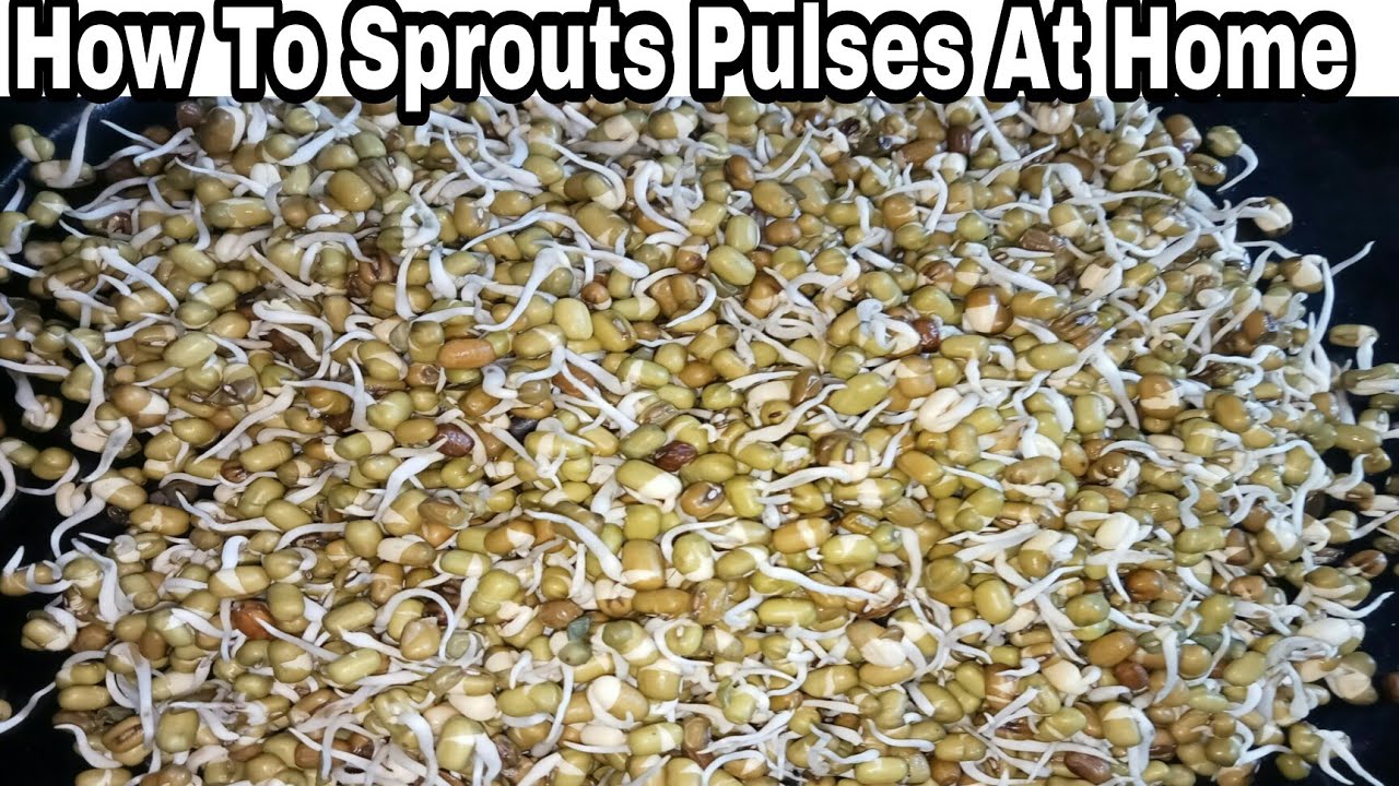 ||How To Sprouts Moong || ||How To Sprouts Moong Pulses || || Moong ...