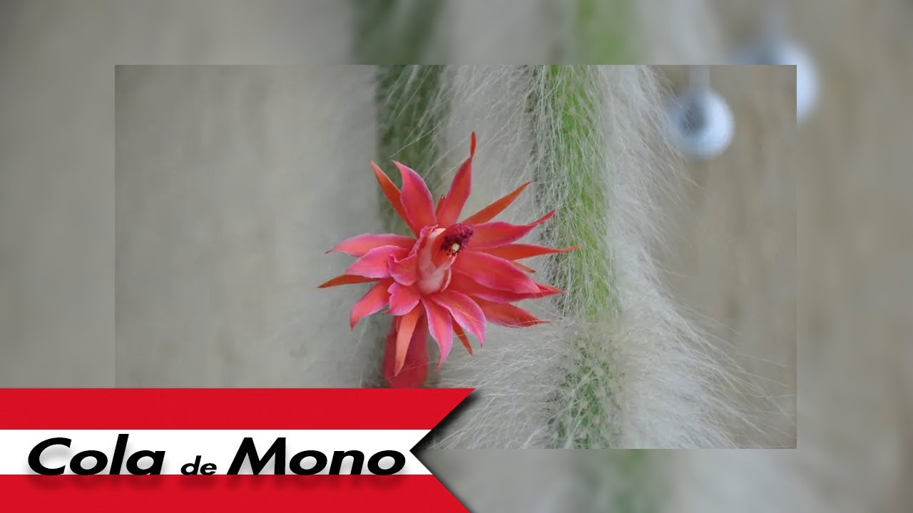 🇵🇪 LA GIGANTESCA COLA DE MONO - YouTube