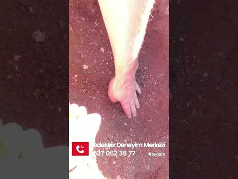 Venga Dedektör Altın ve Demir Yan Yana Ayrım Testi