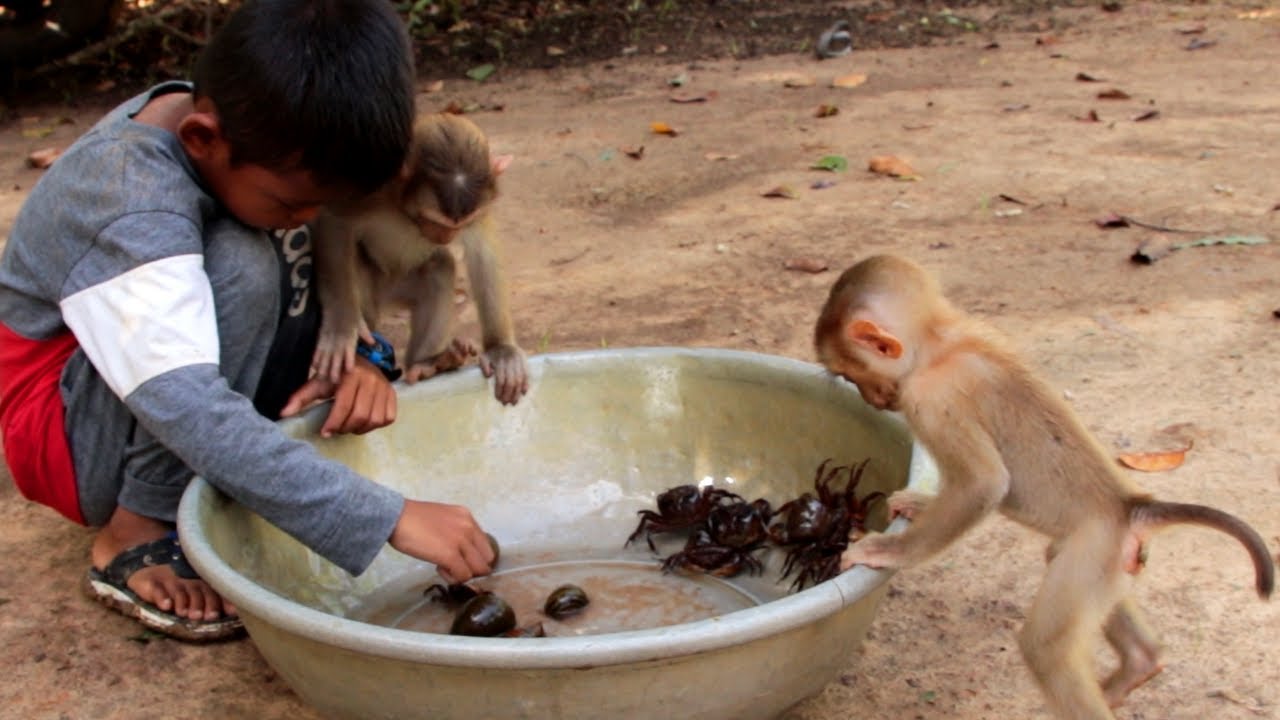Baby Monkey | Lyly Boki and Crabs, Snail | Baby Monkey Reaction Many ...