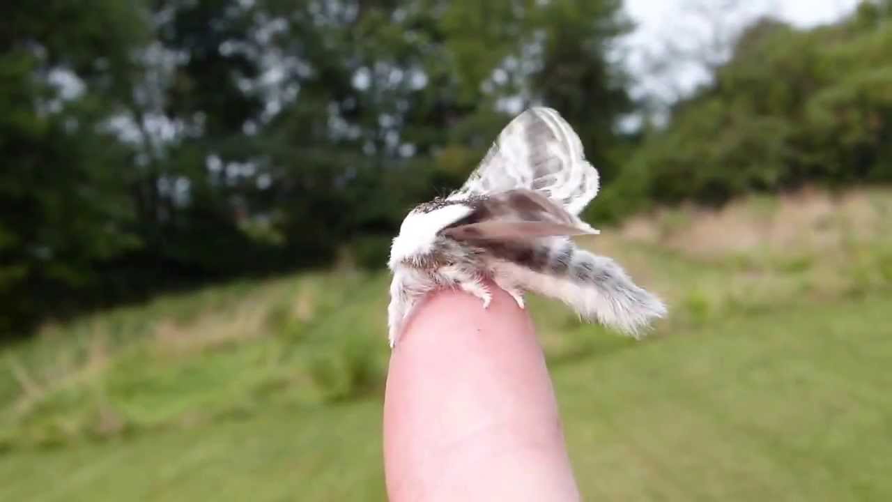 Large Tolype Moth takes flight - YouTube