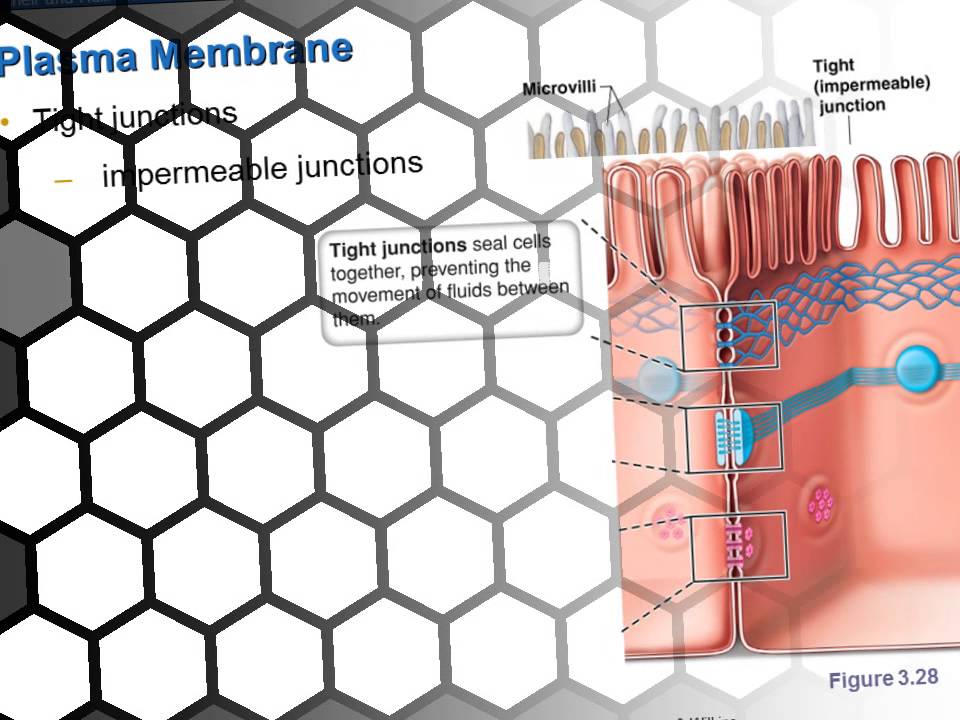 Intracellular Junctions - YouTube