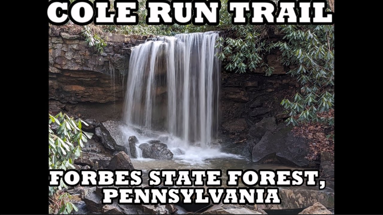 Cole Run Trail- Forbes State Forest, PA- 360 Degree video and guide on ...