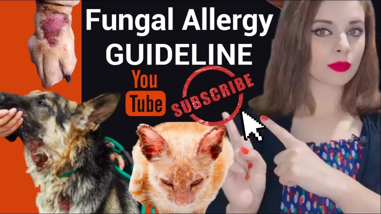 Fungal Infection Dog ,Cats & Human | Scabies , Dermatitis , Skin ...