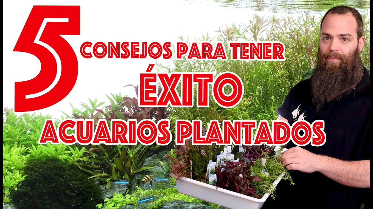 5 consejos para tener éxito con los acuarios plantados 🌿🐟🌿😉👍 - YouTube